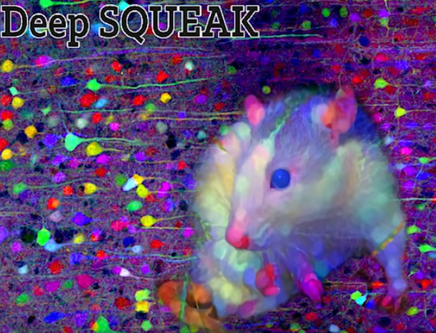 Software captures and translates rodent squeaks for addiction research ...