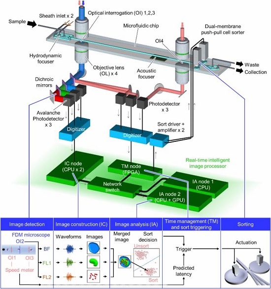 Fast digitizer enables breakthrough in cell sorting | Electronics360