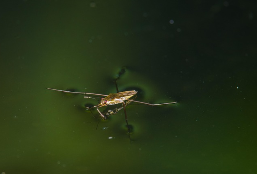 Insect-like robots can float, paddle and walk across water | Electronics360