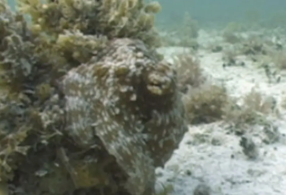 Shape-shifting octopus-inspired robot to camouflage, move and grasp ...